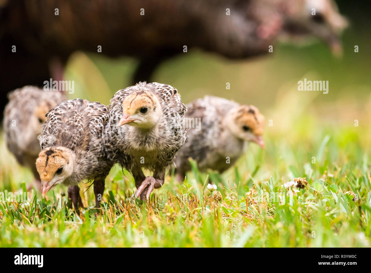 Baby turkeys hi-res stock photography and images - Alamy