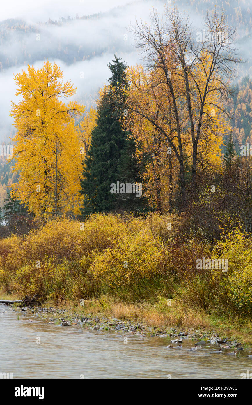 Montana, Mineral County, St. Regis River and trees with golden fall ...