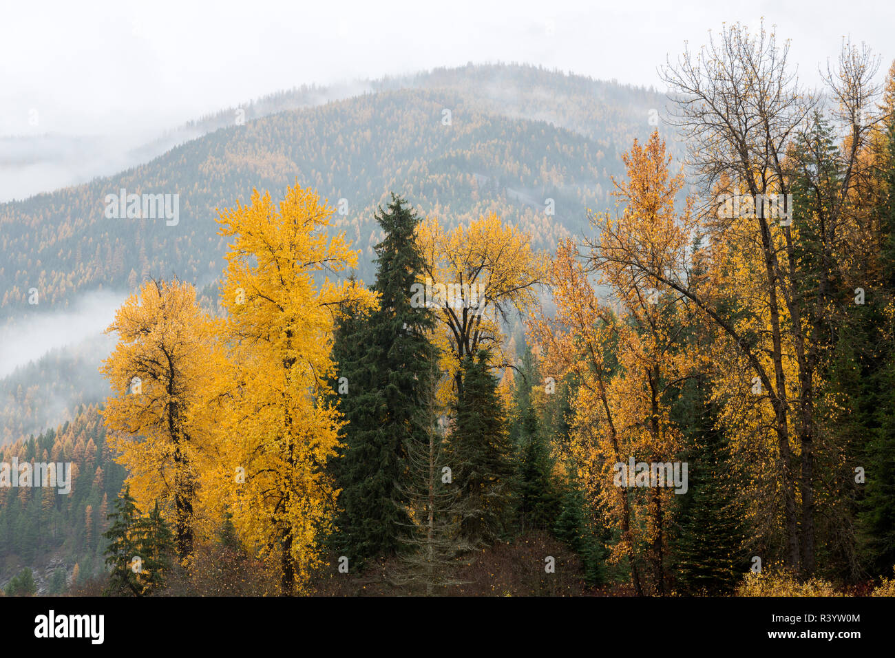 Montana, Lolo National Forest, trees in fog Stock Photo - Alamy