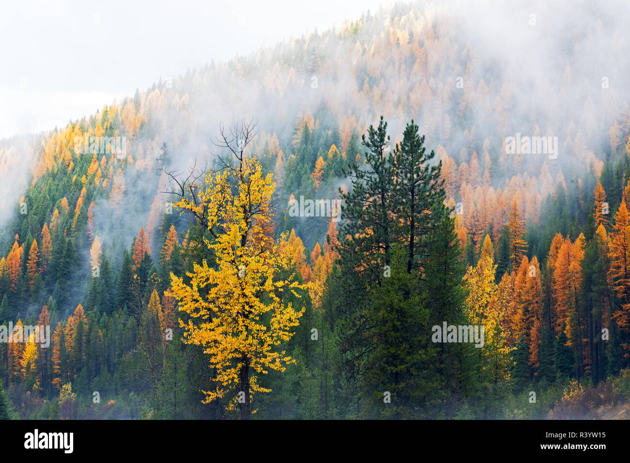 Montana, Lolo National Forest, golden larch trees in fog Stock Photo ...