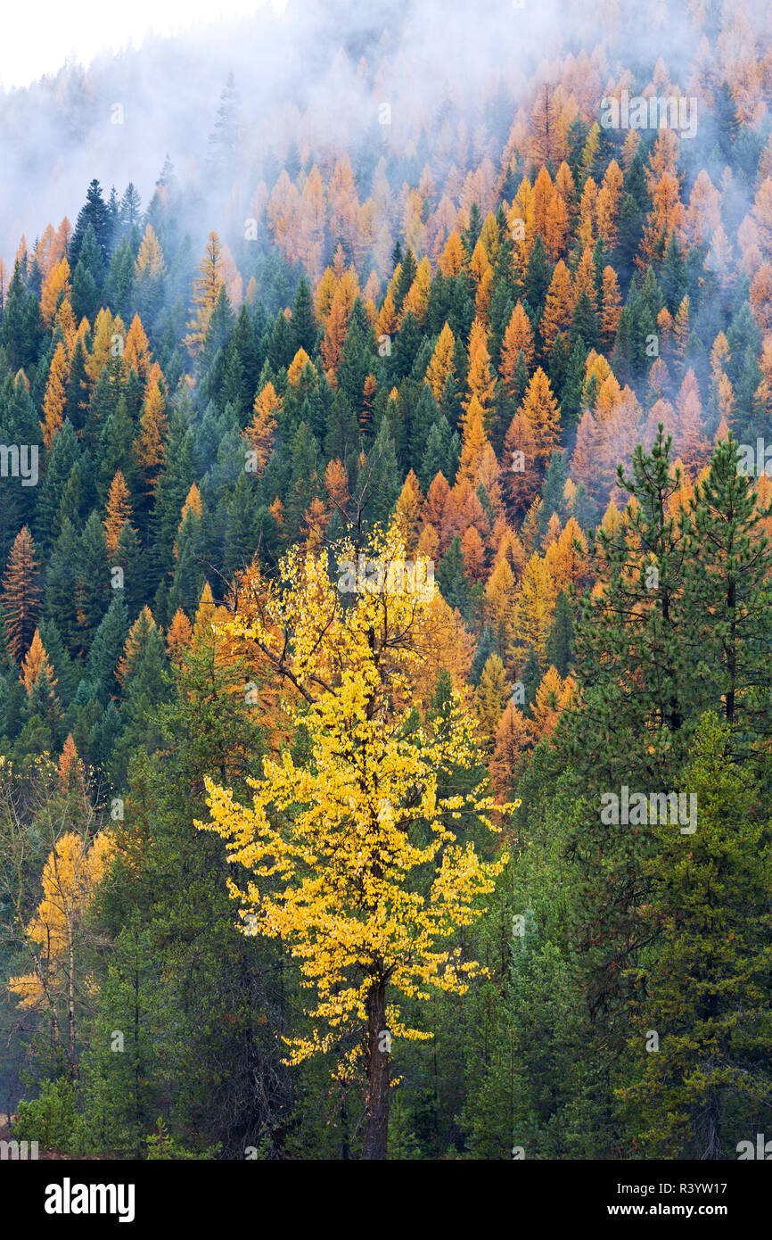 Montana, Lolo National Forest, golden larch trees in fog Stock Photo ...