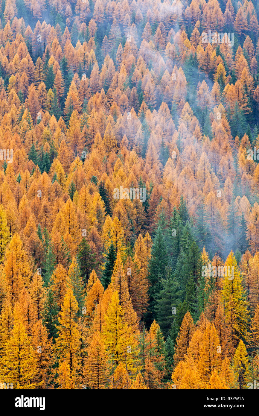 Montana, Lolo National Forest, golden larch trees in fog Stock Photo ...