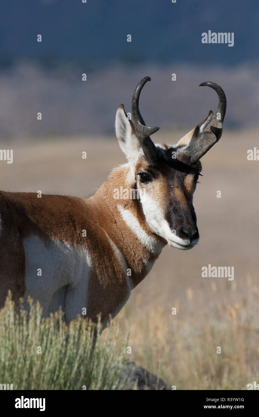 Pronghorn antelope buck Stock Photo - Alamy