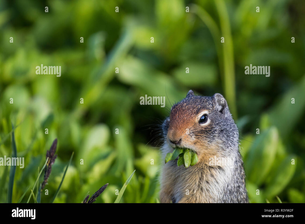 Ground Squirrel, Lunch, Grass Stock Photo - Alamy