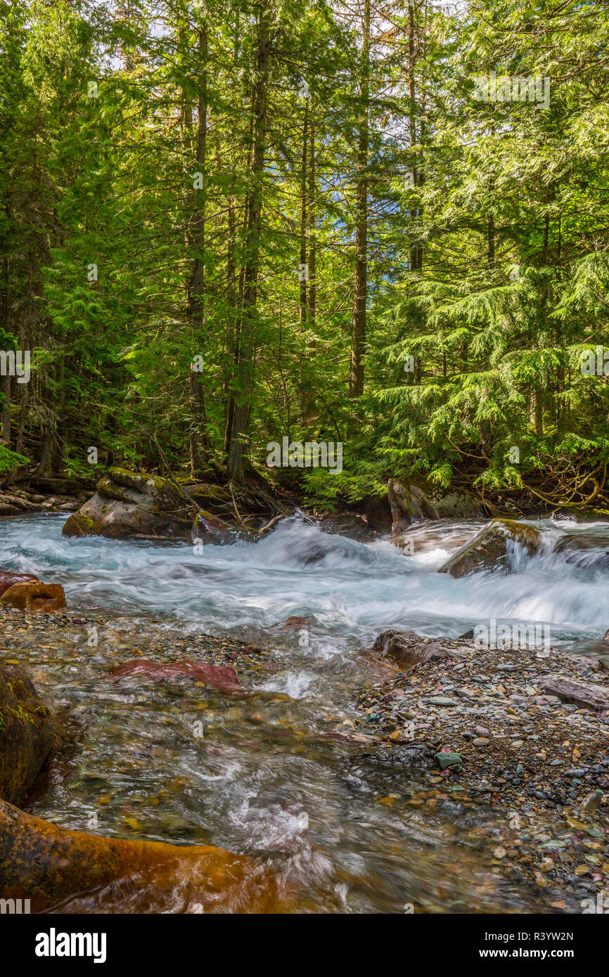 Forest Stream, Glacier National Park, rocks Stock Photo - Alamy