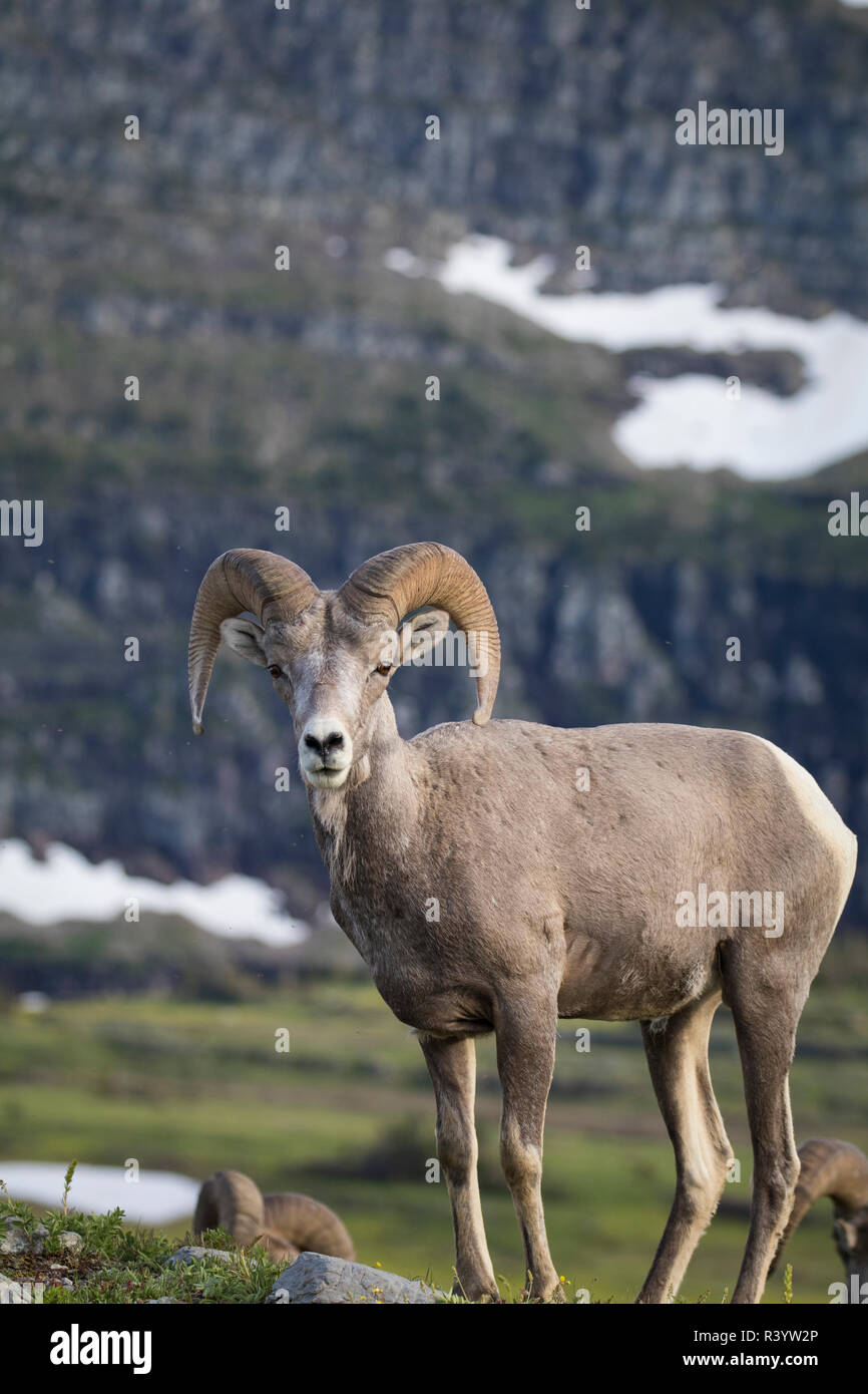 Male Bighorn Sheep, Glacier National Park. Montana, Profile, USA, horns ...