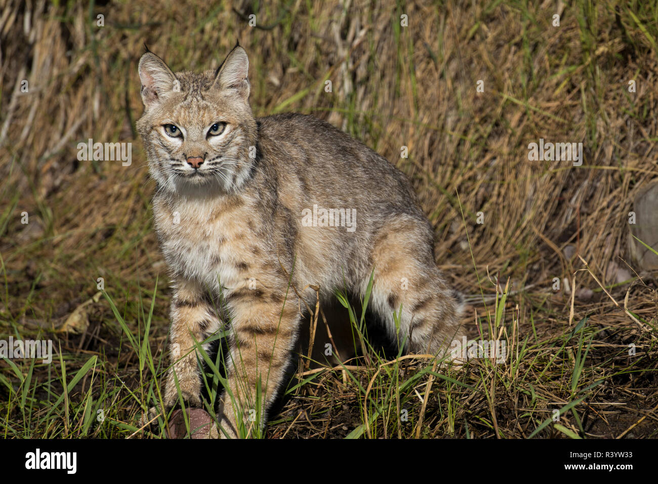 Bobcat profile hi-res stock photography and images - Alamy