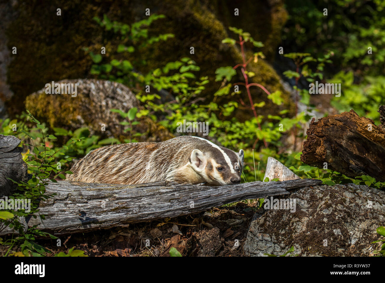American Badger, Montana Stock Photo - Alamy