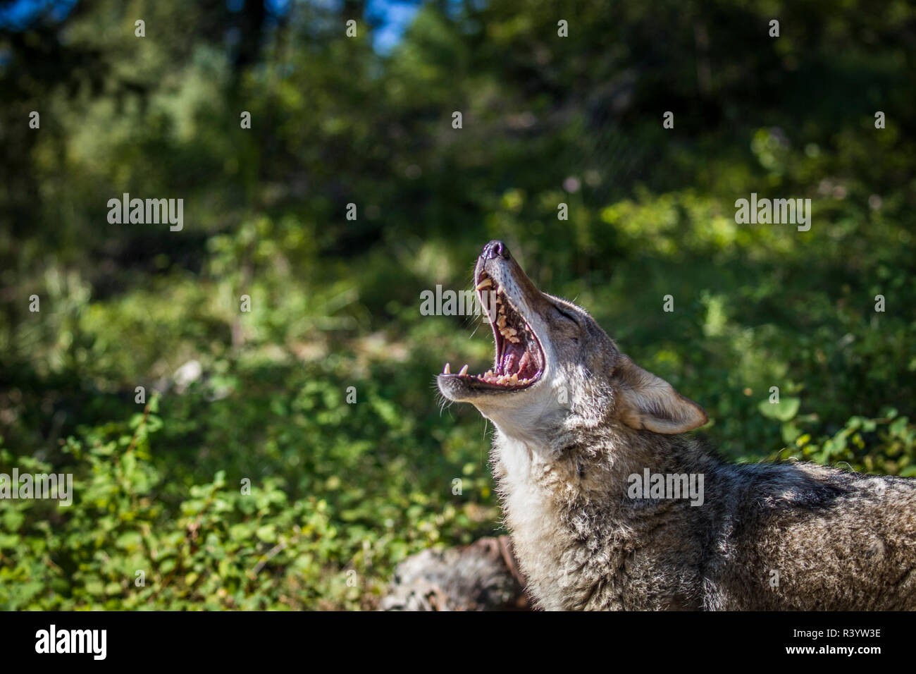 American Badger, Montana Stock Photo - Alamy