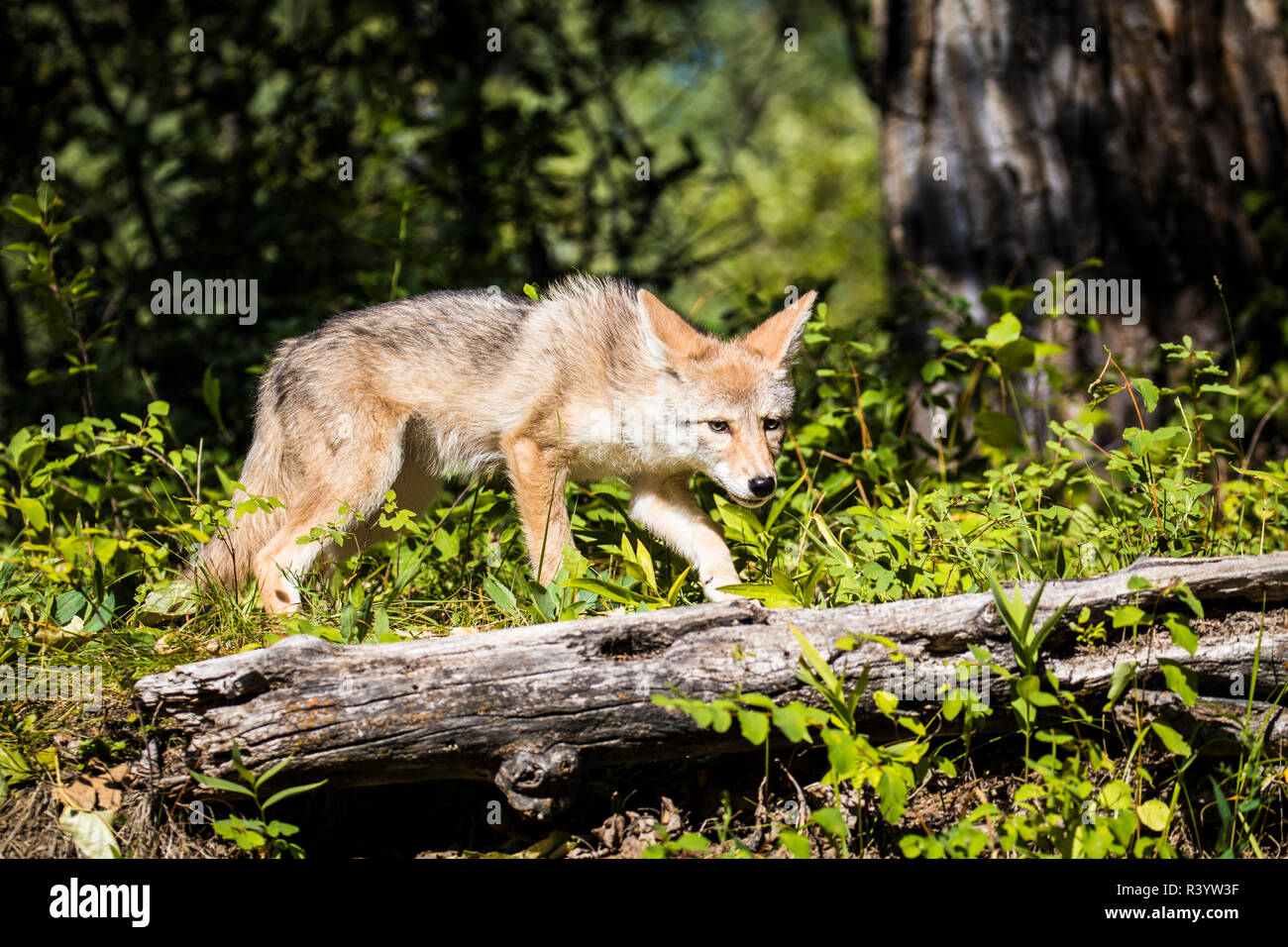 Glacier National Park, Montana. Coyote Stock Photo - Alamy