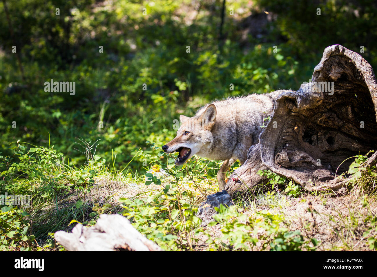Glacier National Park, Montana. Coyote Stock Photo - Alamy