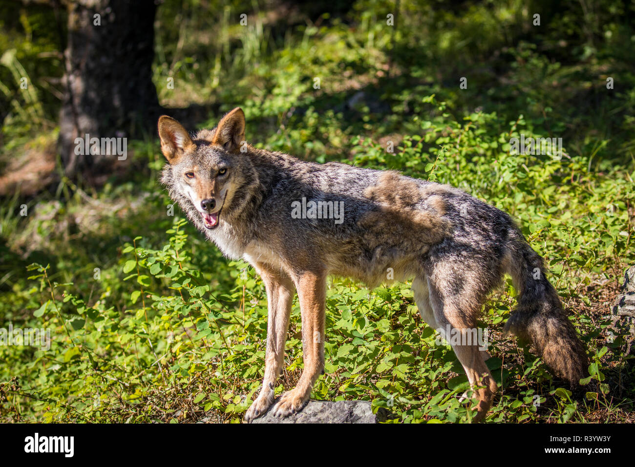 Glacier National Park, Montana. Coyote Stock Photo - Alamy