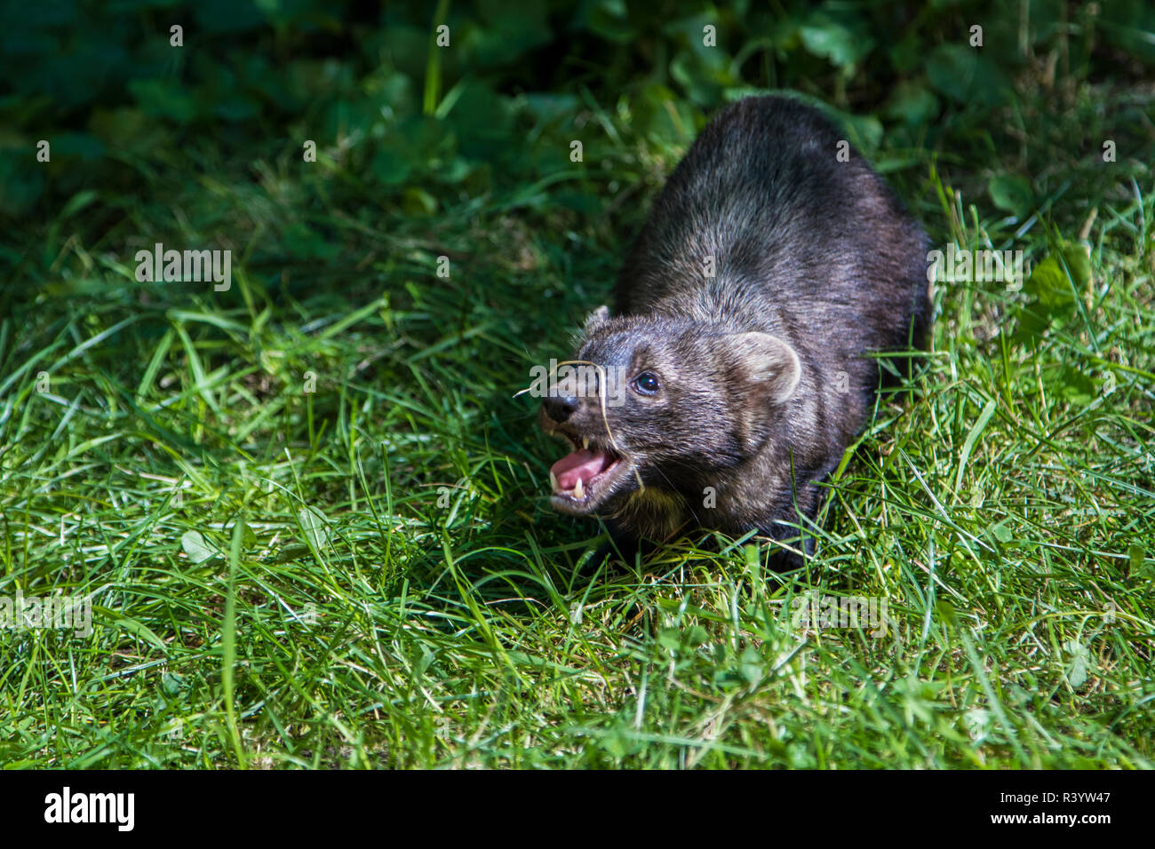 Glacier National Park, Montana. Weasel Stock Photo - Alamy