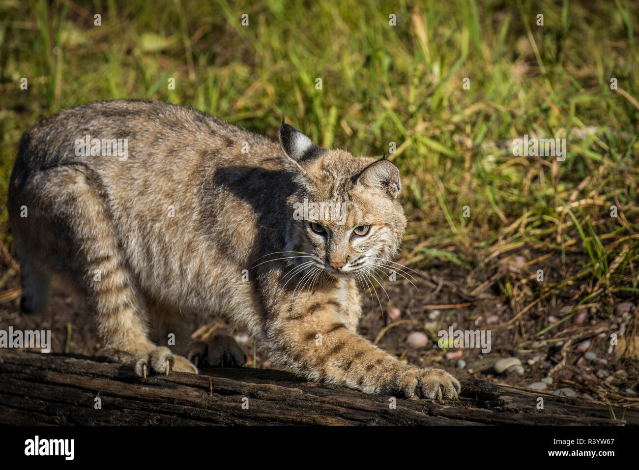 Juvenile bobcat hi-res stock photography and images - Alamy