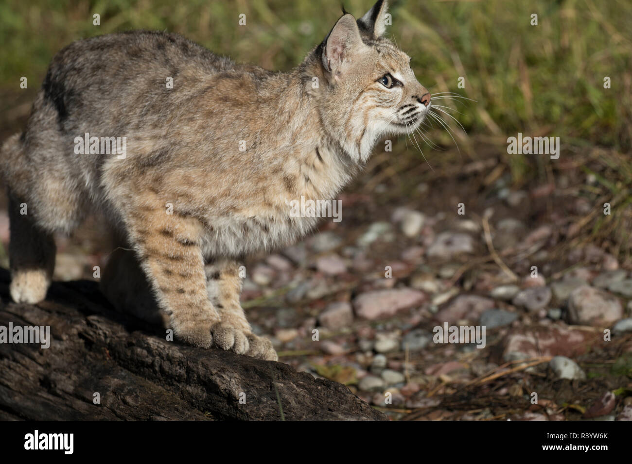 Bobcat profile, paws, Montana Stock Photo - Alamy