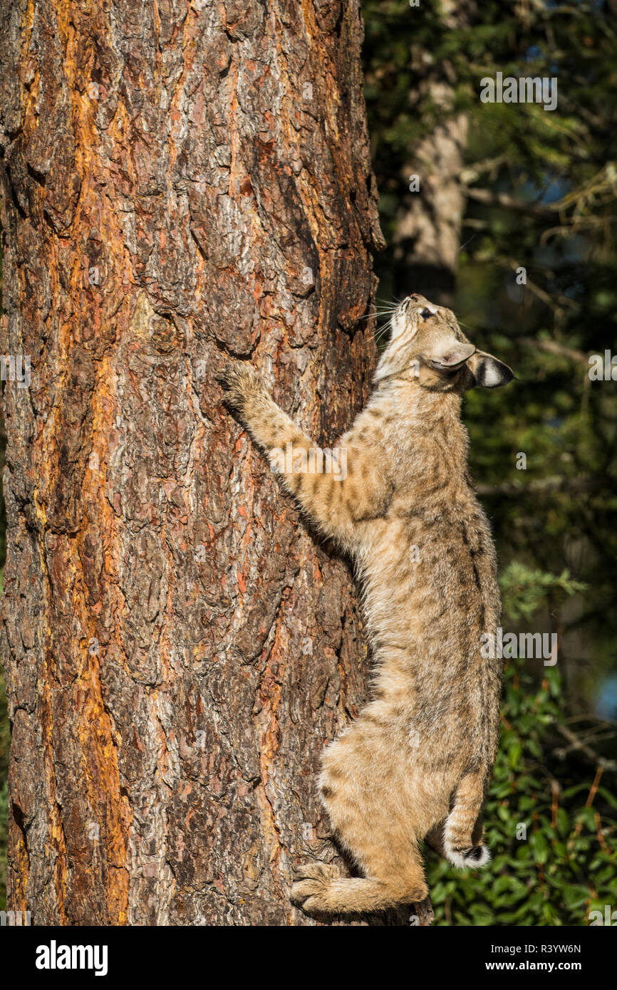 Juvenile Bobcat High Resolution Stock Photography and Images - Alamy