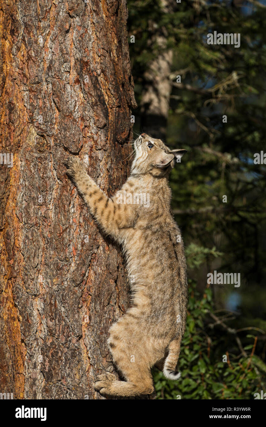 Bobcat profile, hunting, Montana Stock Photo - Alamy