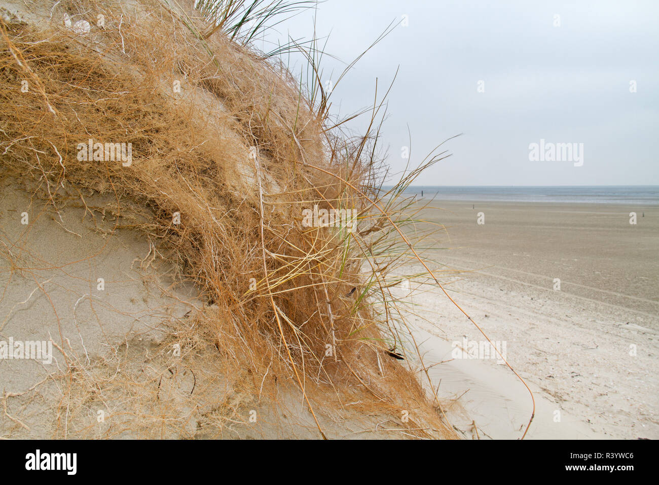 Extensive underground root system of Marram grass becomes visible after ...