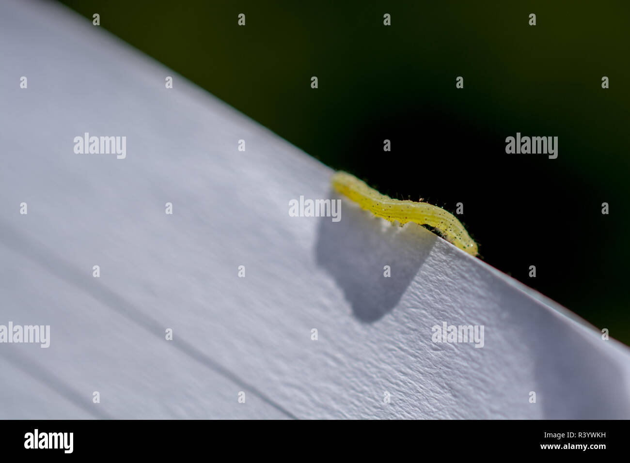 Small green caterpillar on a white wooden background Stock Photo - Alamy