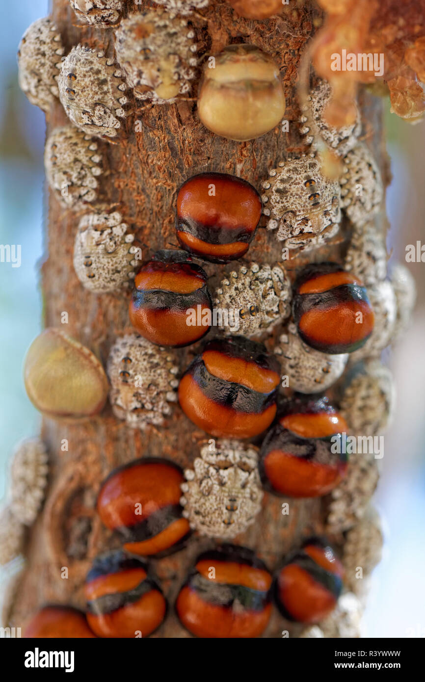 Ball of bugs hi-res stock photography and images - Alamy