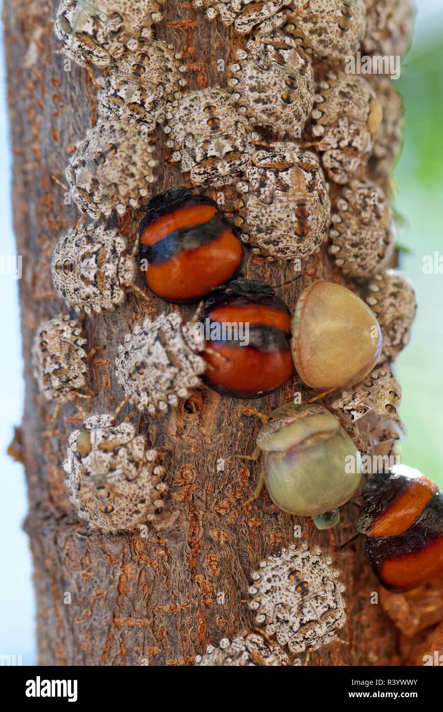 Bugs of africa hi-res stock photography and images - Alamy