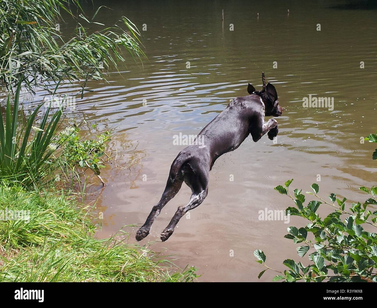 Zuchthunde hi-res stock photography and images - Alamy