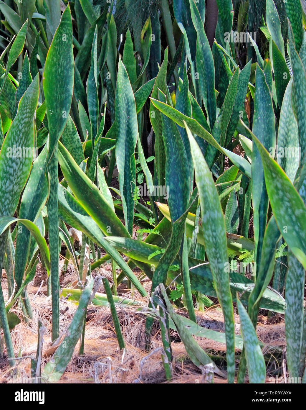 Wild Snake Plant Outside in Florida Stock Photo - Alamy