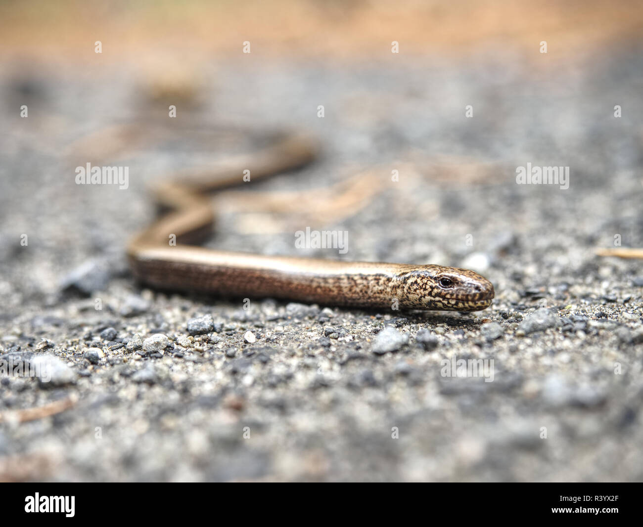 Slow Worm or Blind Worm (Anguis fragilis) detail. Slow Worm lizard ...