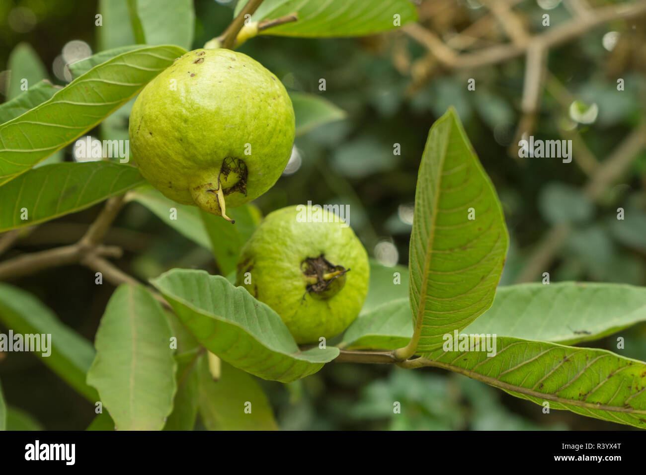 A closeup shot of a green guava fruit growing in a tree Stock Photo - Alamy