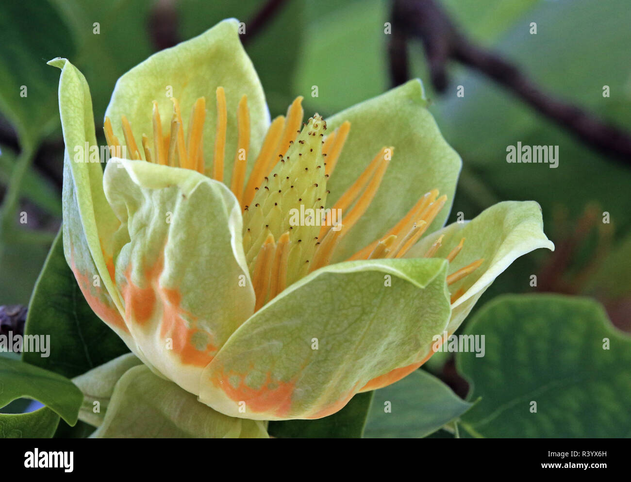 tulip tree blossom liriodendron tulipifera Stock Photo - Alamy