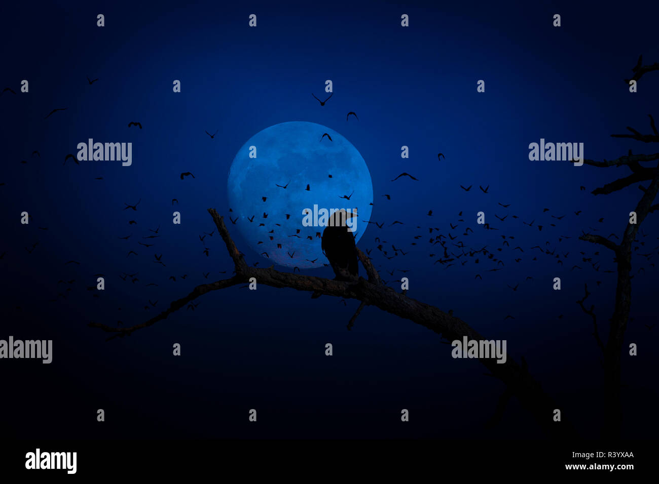 Moon raven hi-res stock photography and images - Alamy
