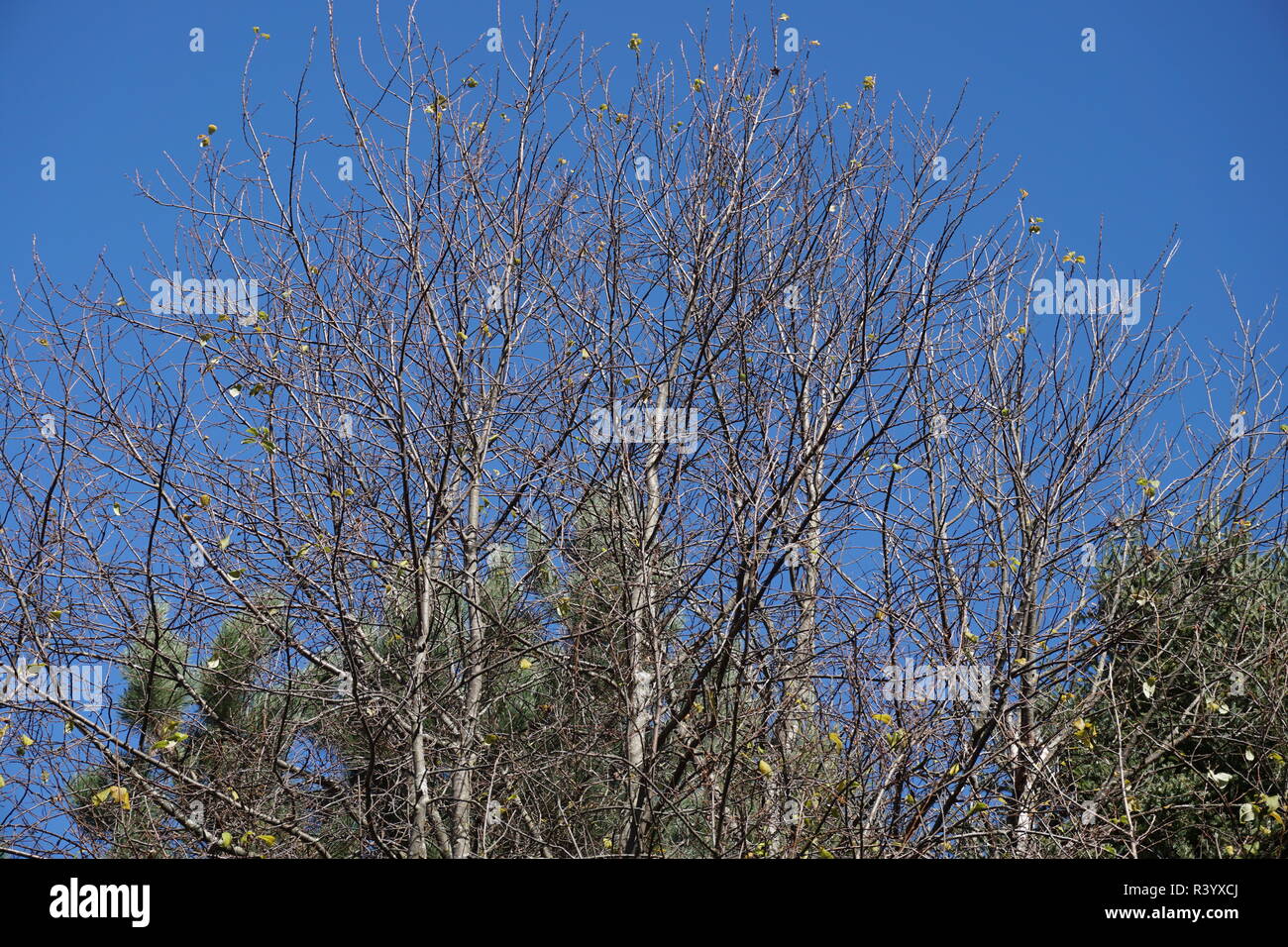 deciduous tree without leaves in autumn Stock Photo - Alamy