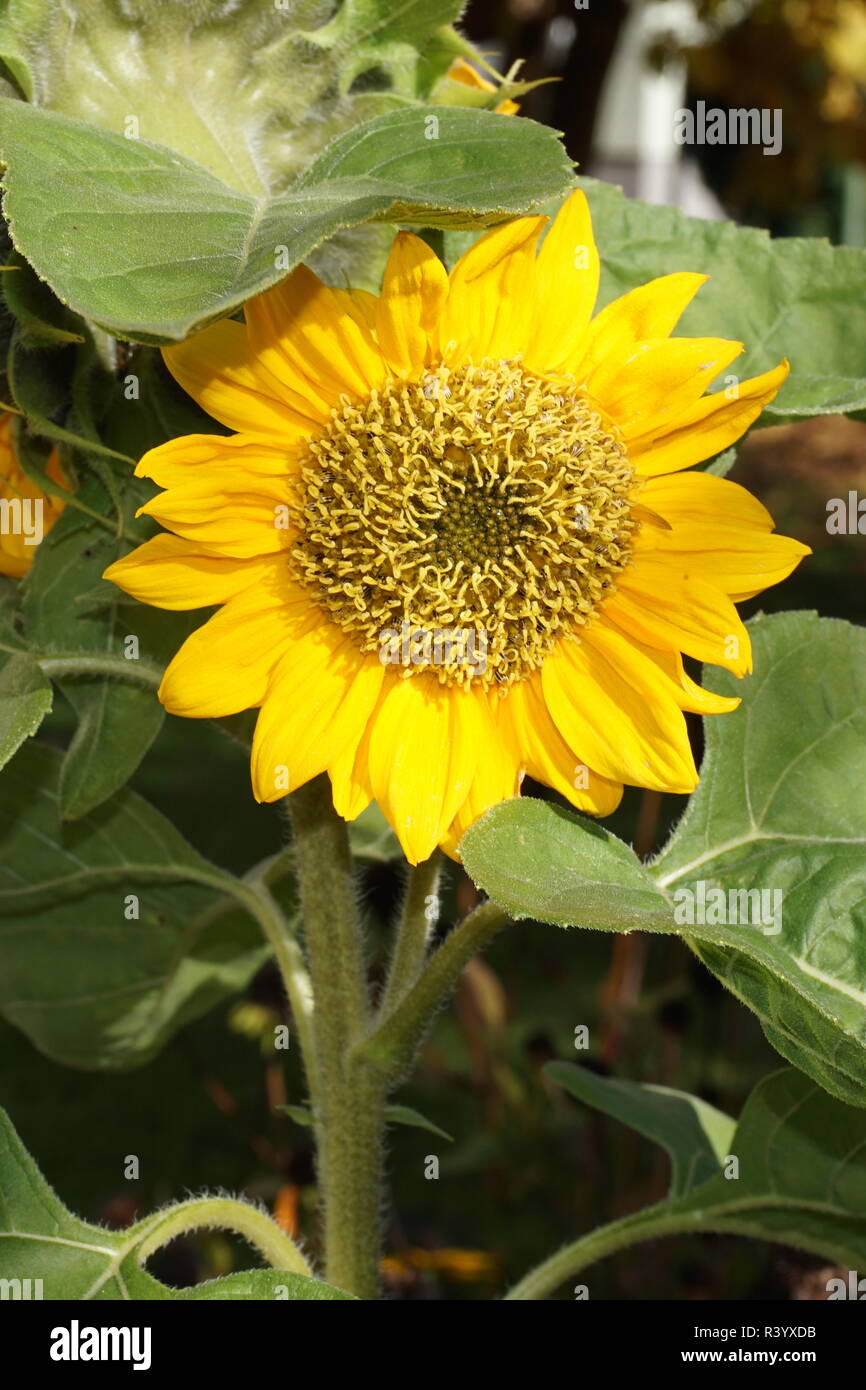 sunflowers in autumn Stock Photo - Alamy