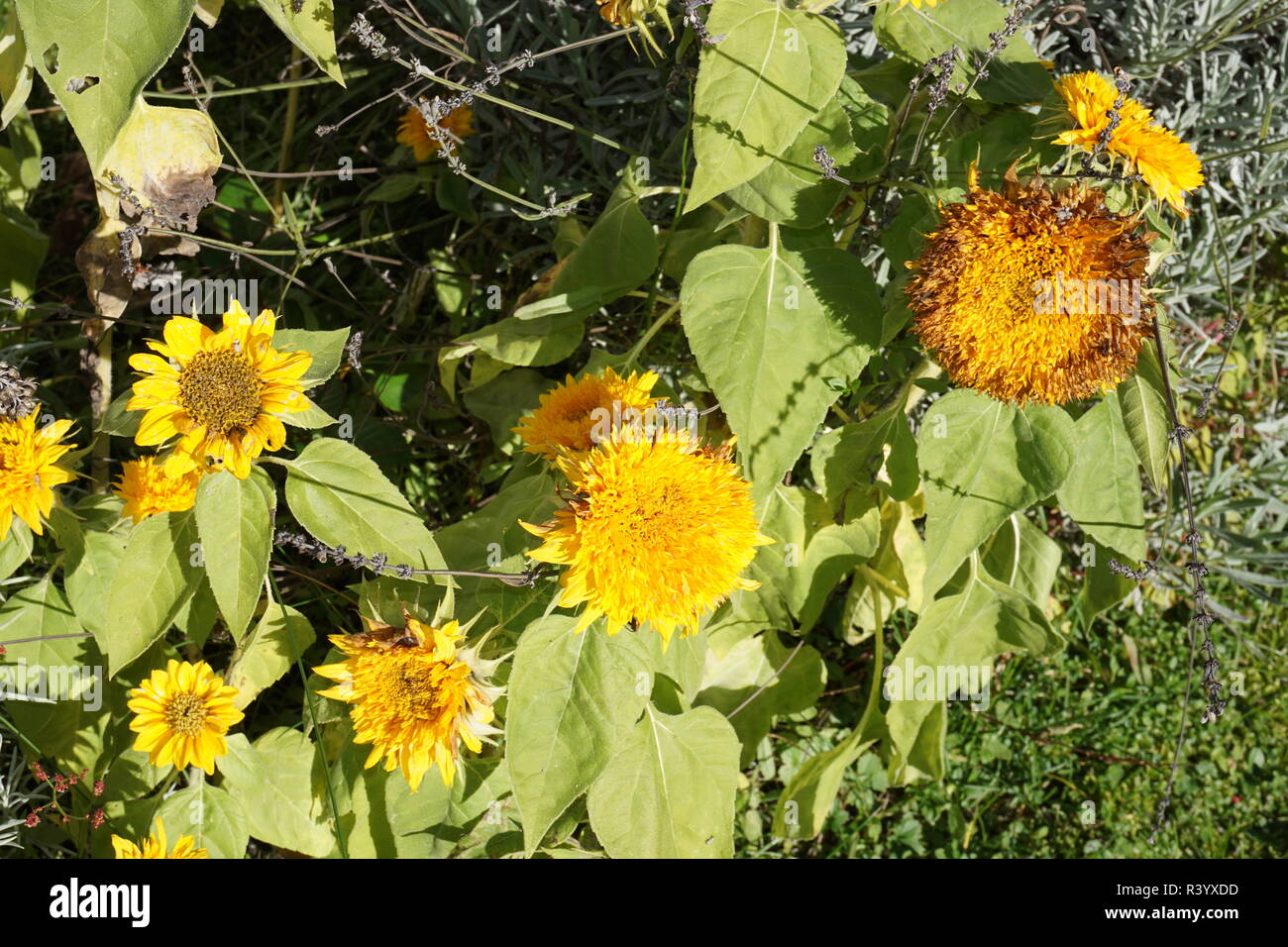 sunflowers in autumn Stock Photo - Alamy