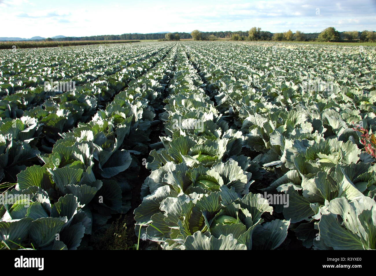 cultivation of white cabbage in hatzenbÃ¼hl,pfalz Stock Photo - Alamy