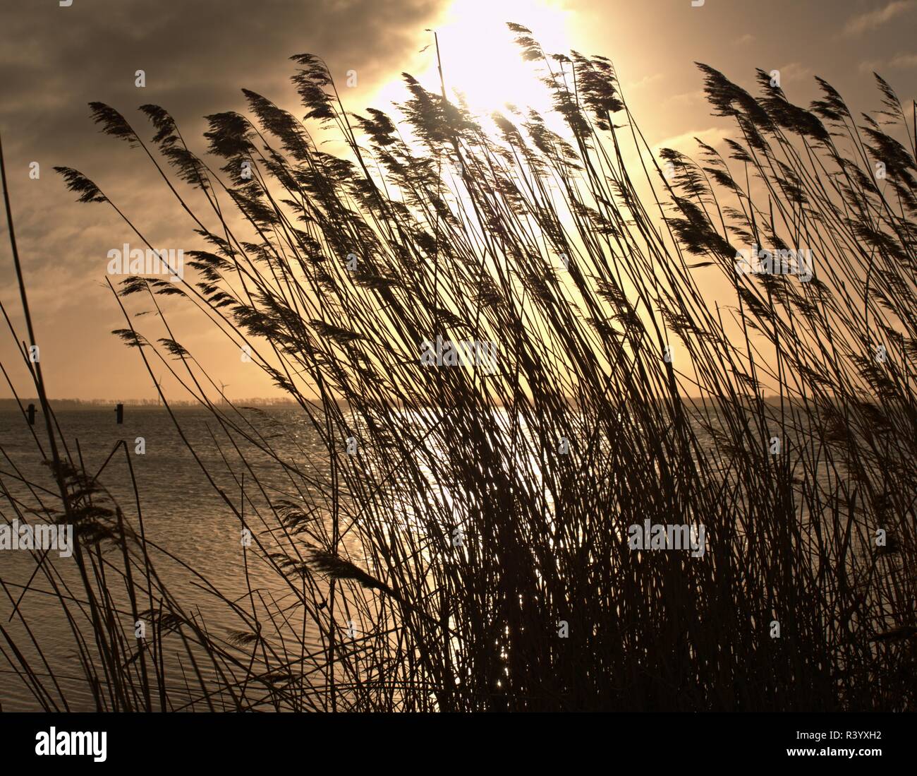 Sun in reeds. Yellow, dry reeds swaying in the wind. Warm summer time ...