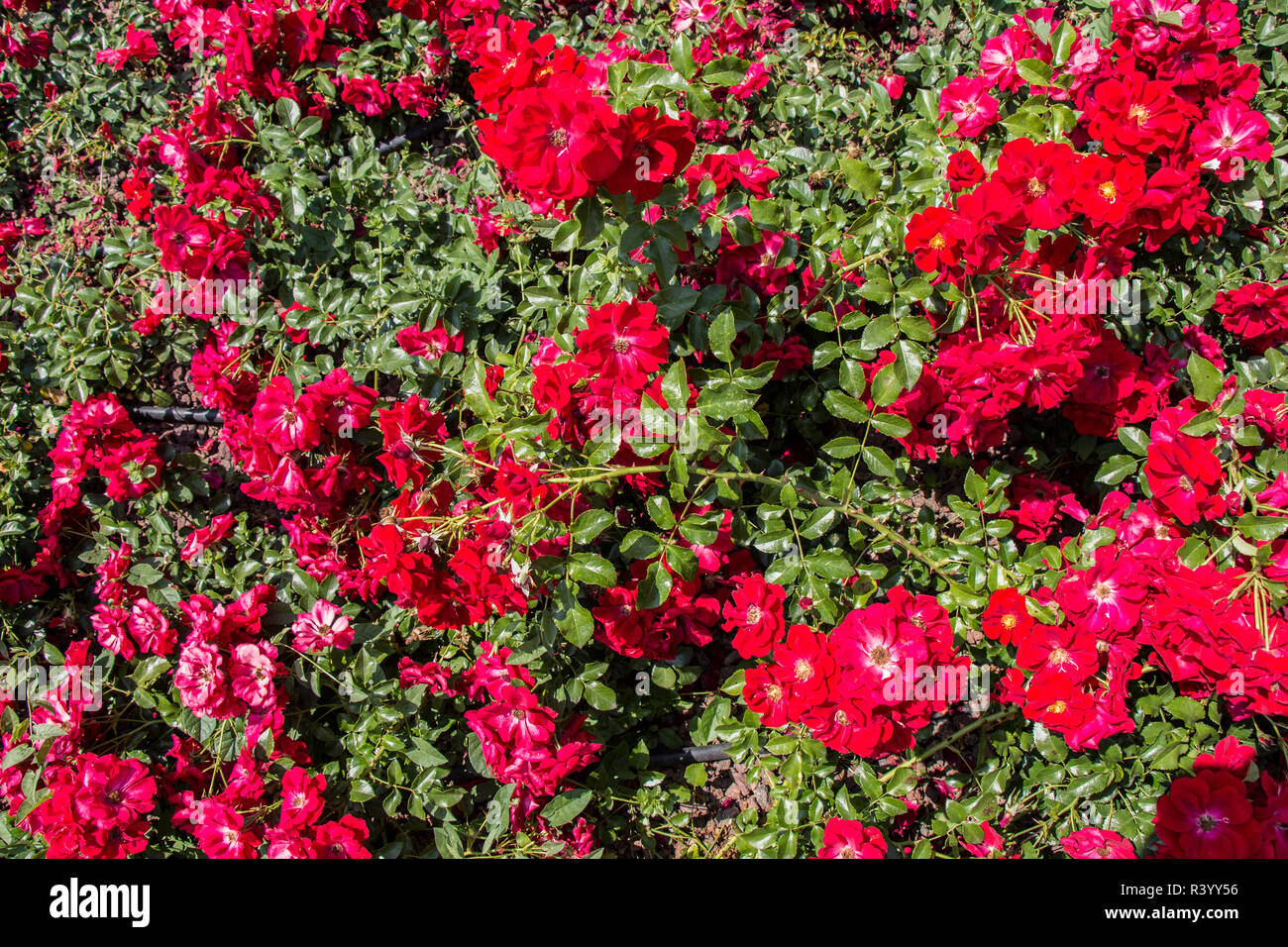 Red roses in a botanical park in Istanbul on display Stock Photo - Alamy