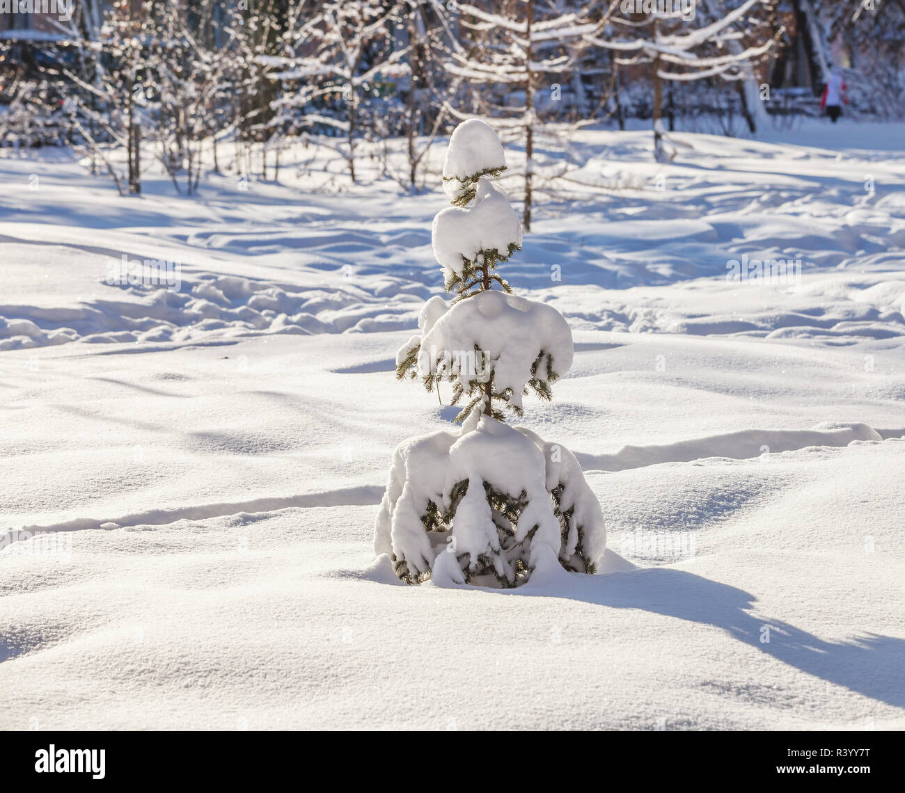 Fairytale winter plant hi-res stock photography and images - Alamy