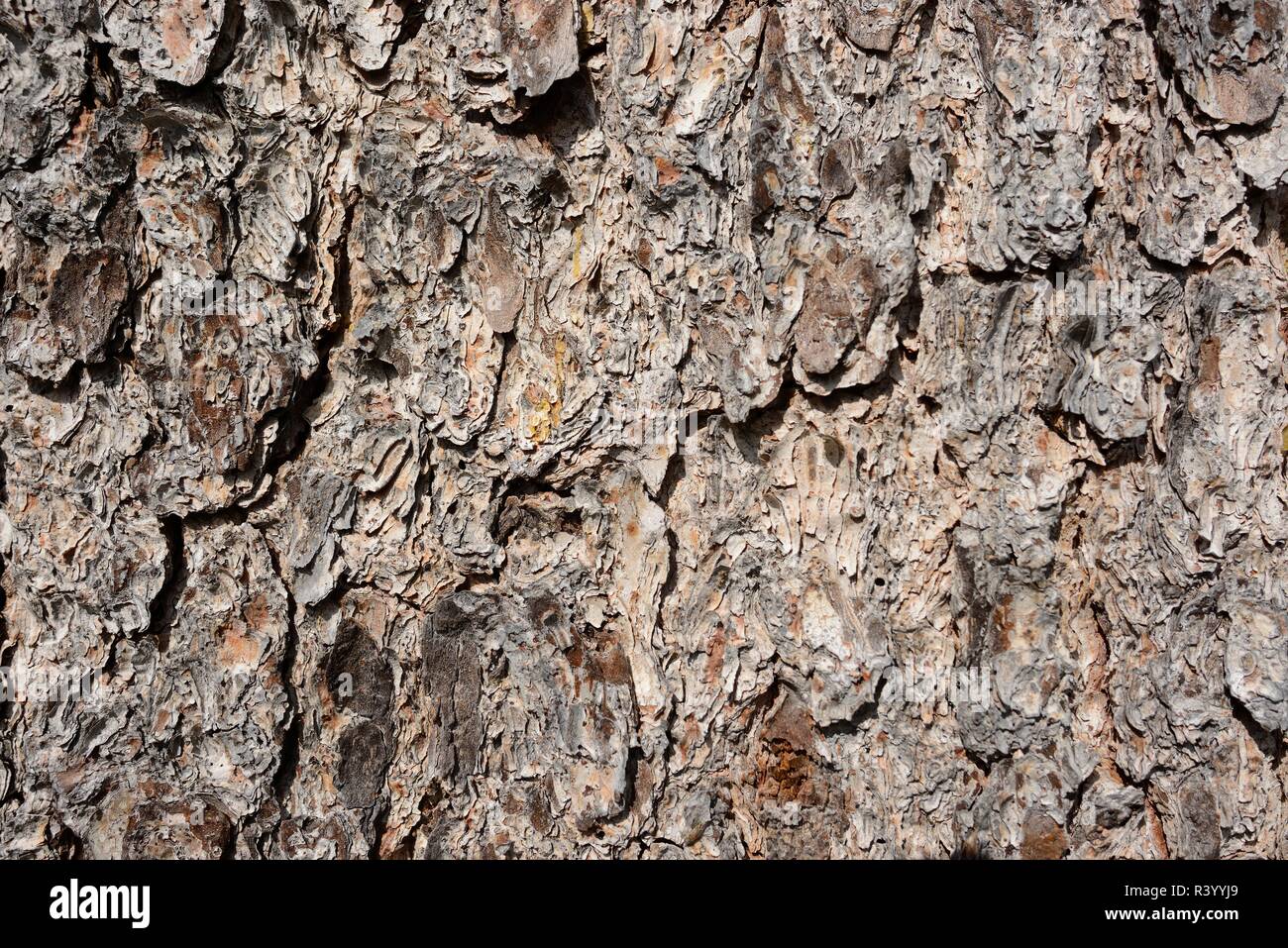 Norway spruce tree bark picea hi-res stock photography and images - Alamy