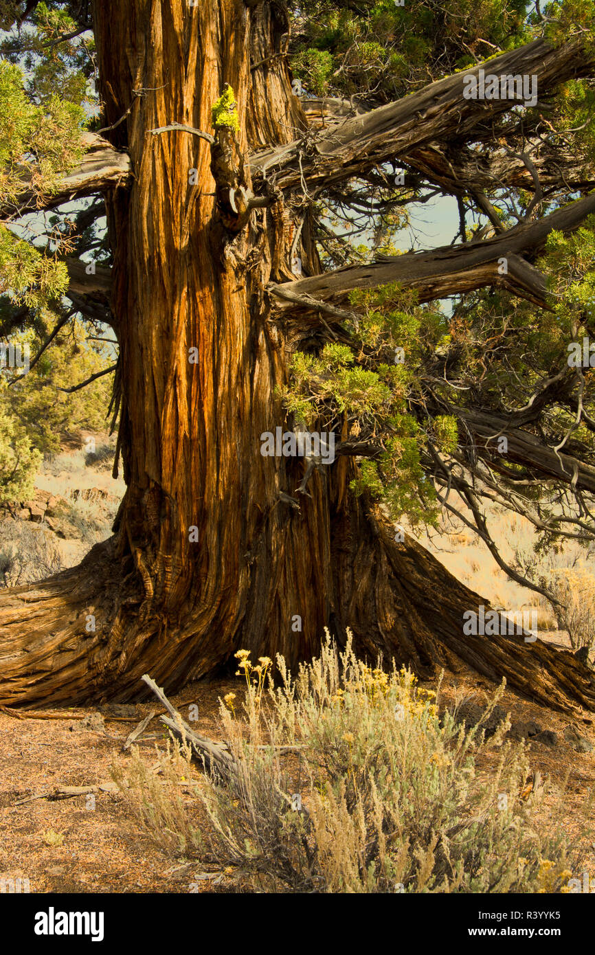 Juniper trail hi-res stock photography and images - Alamy