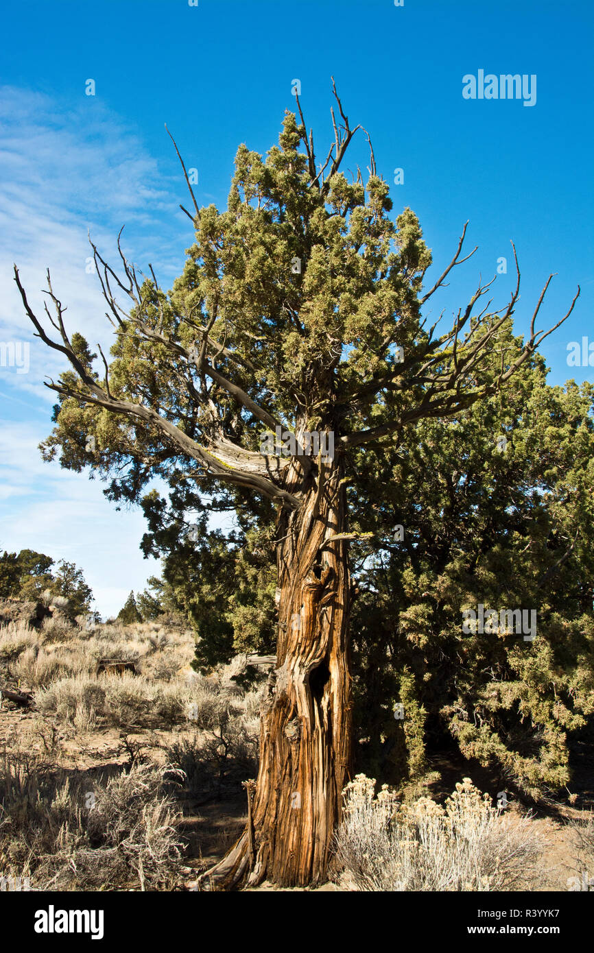 Juniper trail hi-res stock photography and images - Alamy