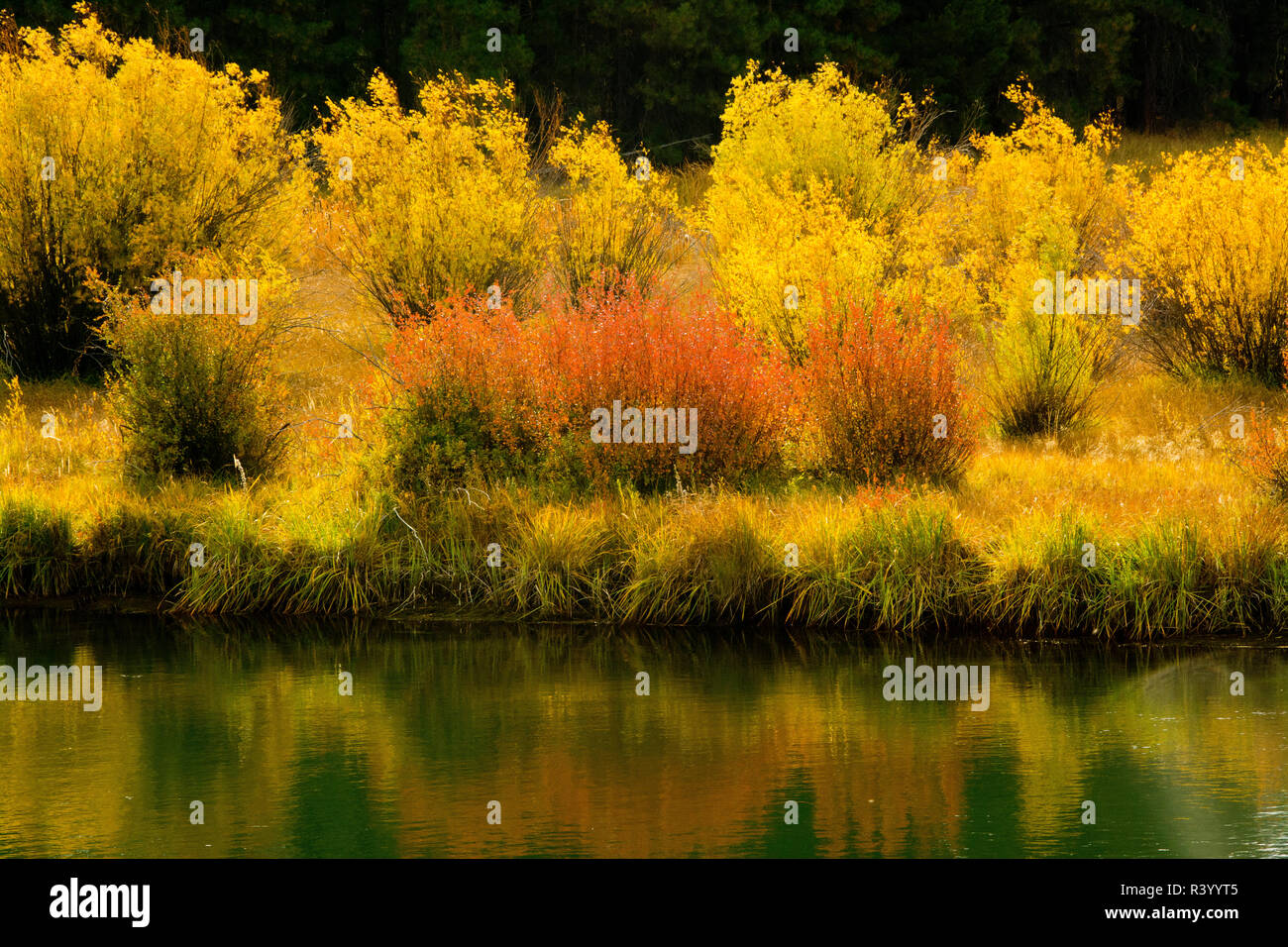 Autumn foliage, Deschutes River, Deschutes National Forest, Oregon, USA ...