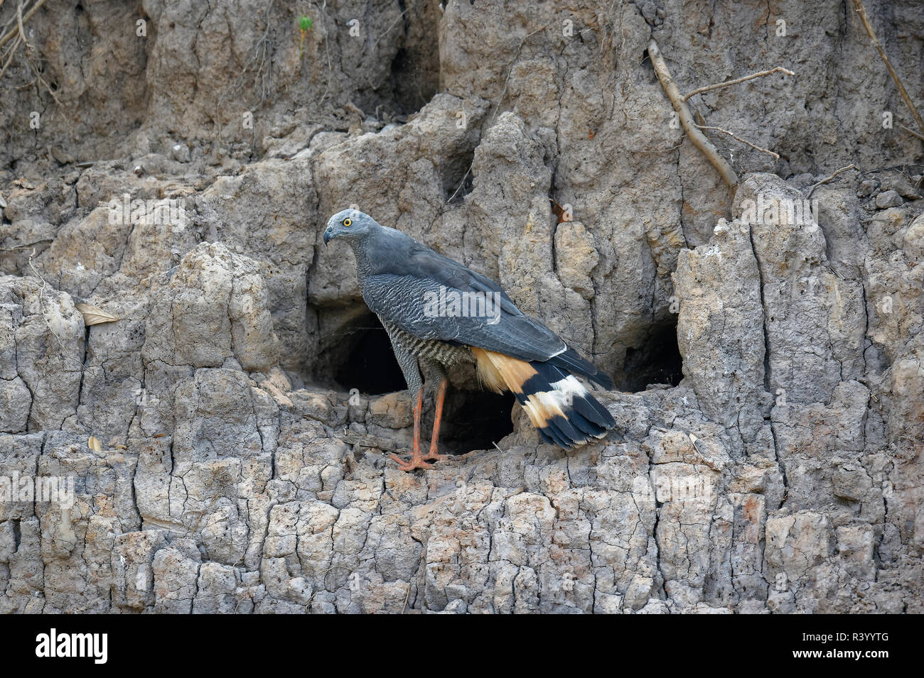 Gray crane hawk hi-res stock photography and images - Alamy