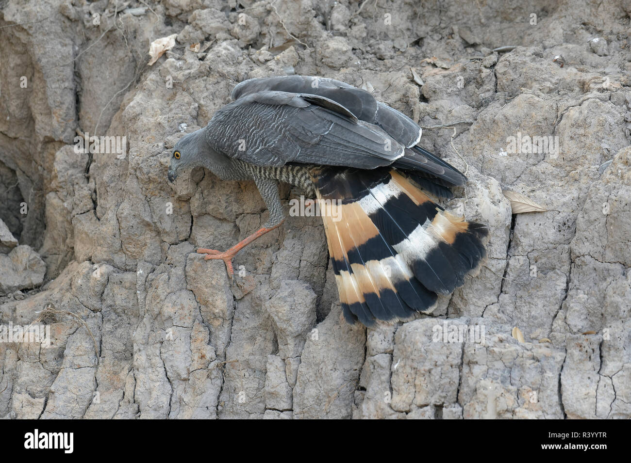 Gray Crane-Hawk (Geranospiza caerulescens) at breeding burrow, Pantanal ...