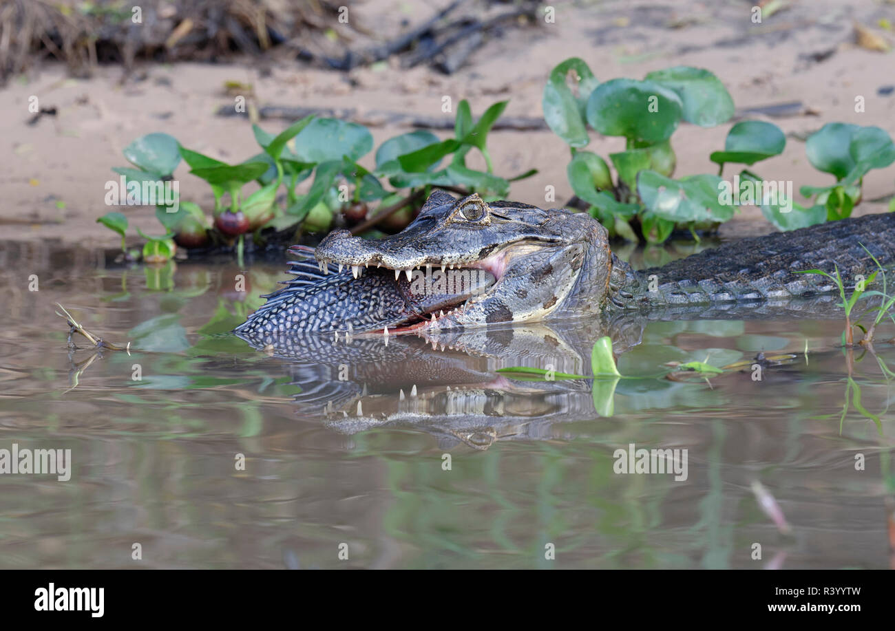 Side View Of A Caiman High Resolution Stock Photography and Images - Alamy