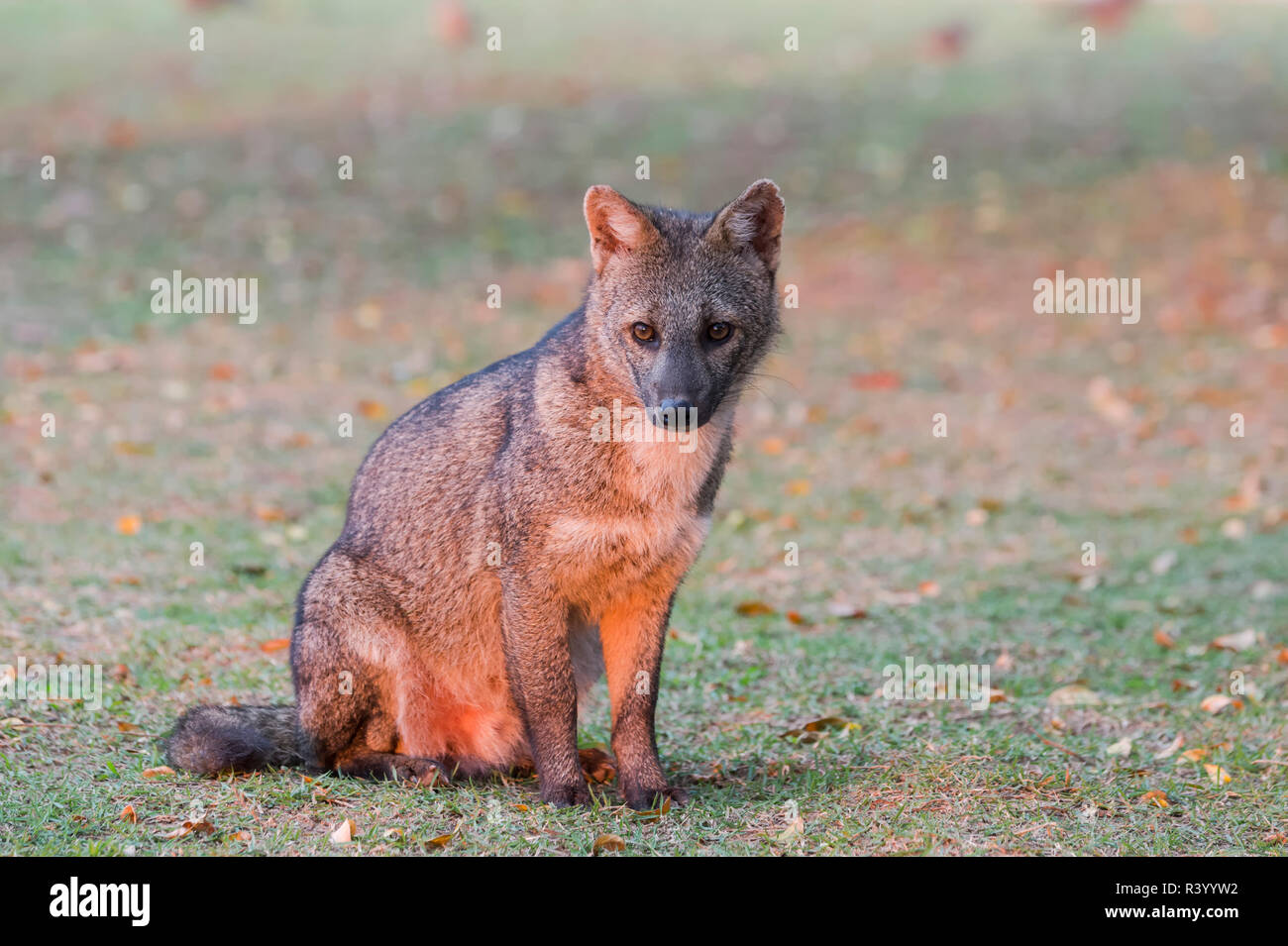 Crab-eating Fox (Cerdocyon thous), Pantanal, Mato Grosso, Brazil Stock ...