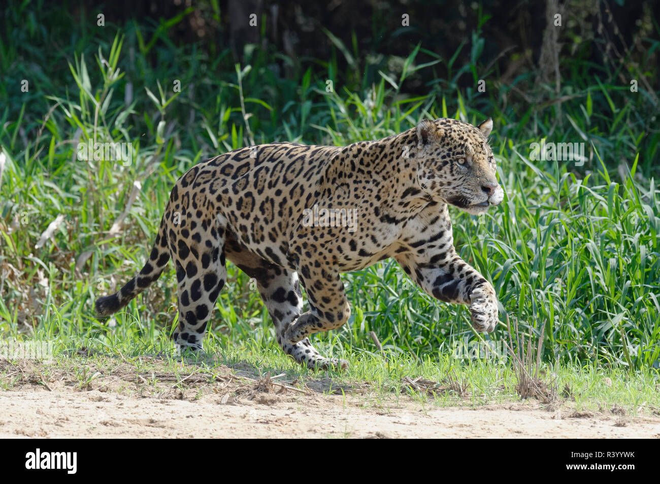 Male Jaguar (Panthera onca) running and chasing, Cuiaba river, Pantanal ...