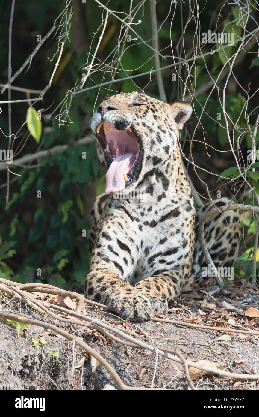 Jaguar with mouth open hi-res stock photography and images - Alamy