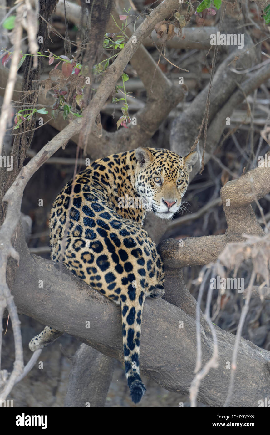Jaguar in a tree hi-res stock photography and images - Alamy