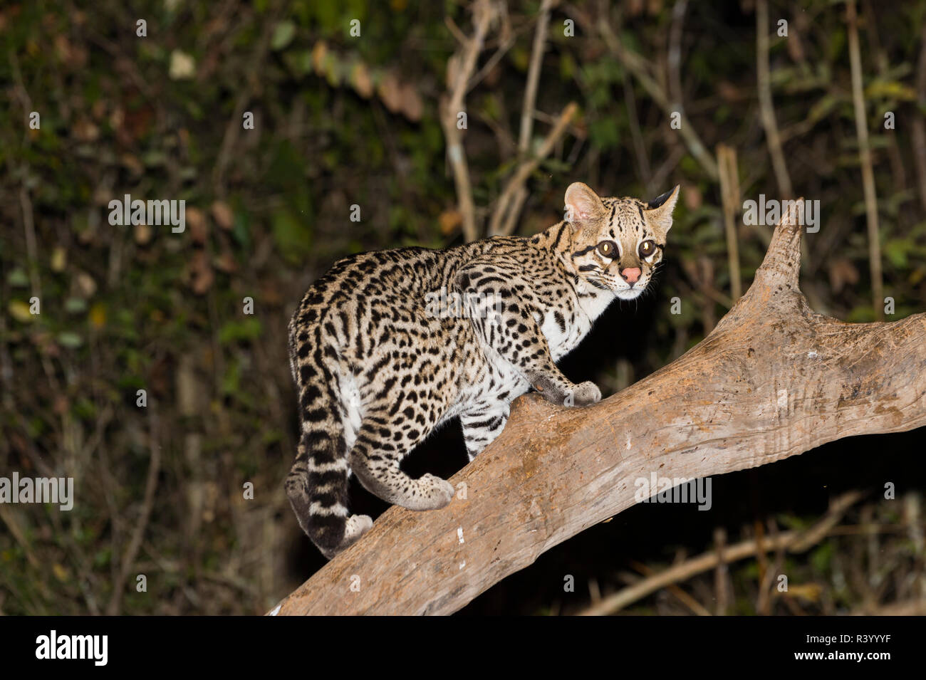 Ocelot (Leopardus pardalis) on tree at night, Pantanal, Mato Grosso ...